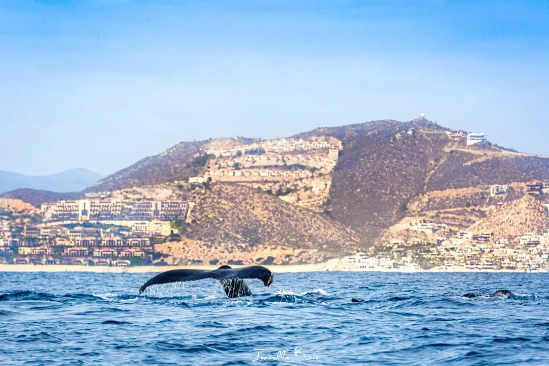Traveling to Cabo San Lucas in March weather, events and more